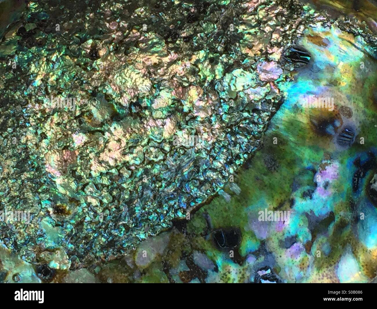 Abalone sea snail hi-res stock photography and images - Alamy