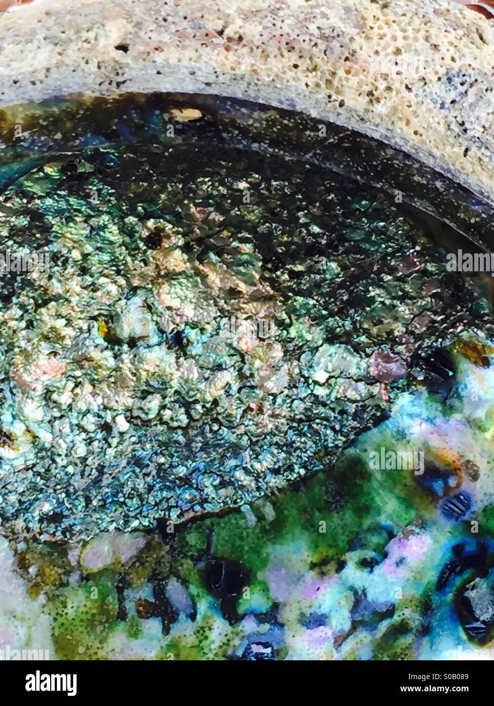 Abalone sea snail hi-res stock photography and images - Alamy