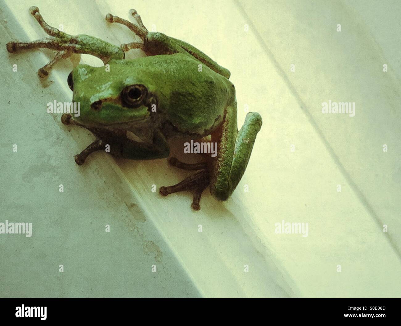 Lime green frog hi-res stock photography and images - Alamy