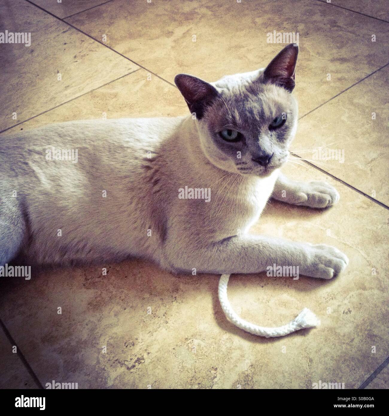 Lilac burmese cat hi-res stock photography and images - Alamy
