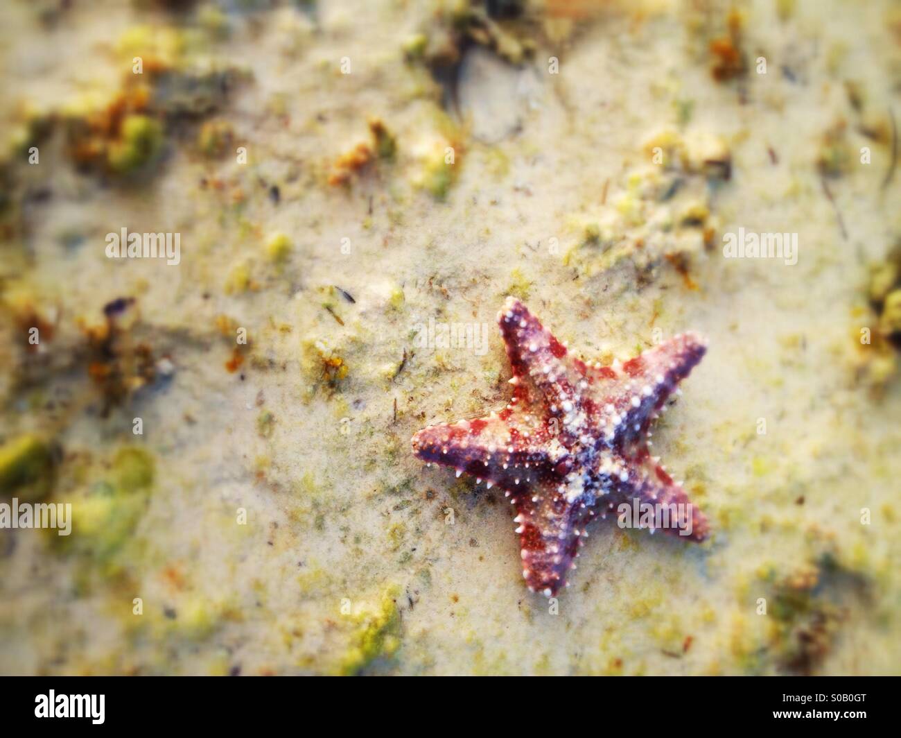 Starfish ocean hi-res stock photography and images - Alamy