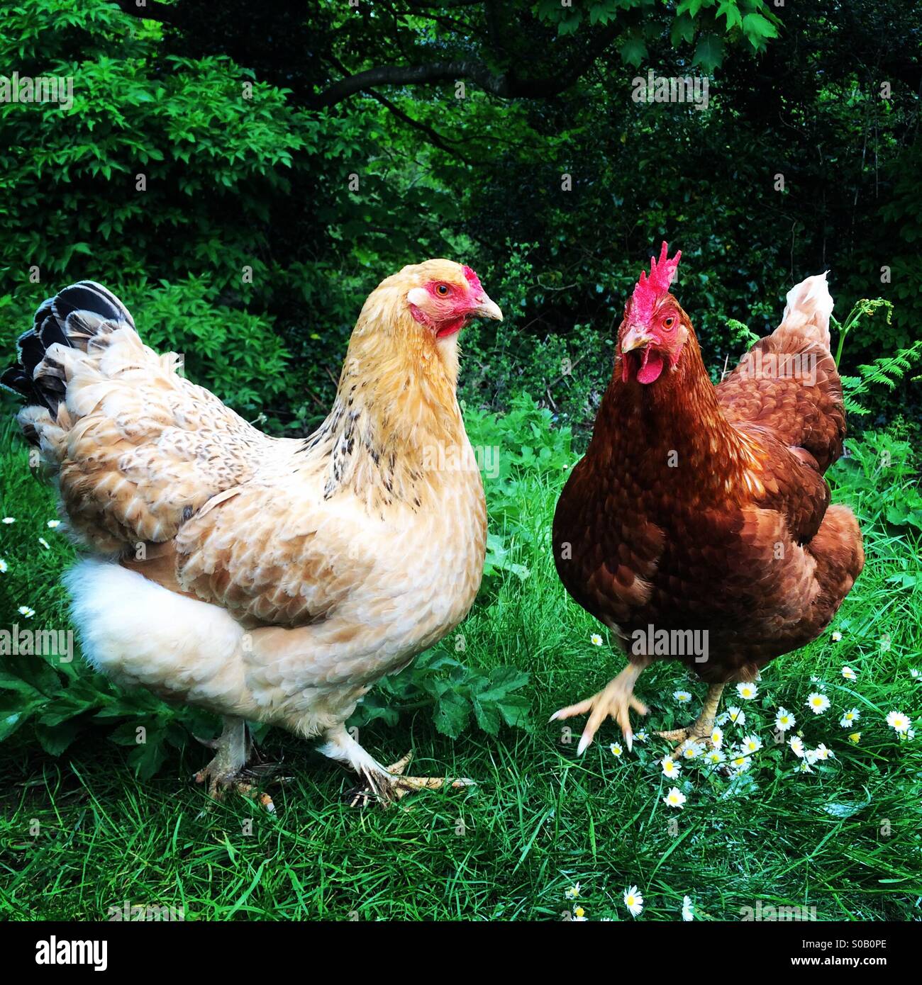 Farmyard animals hi-res stock photography and images - Alamy