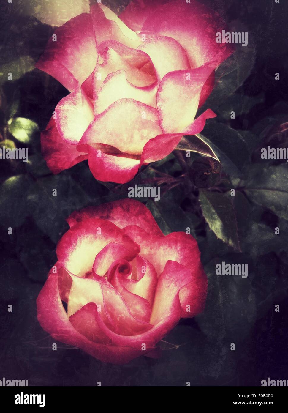 With two roses hi-res stock photography and images - Alamy