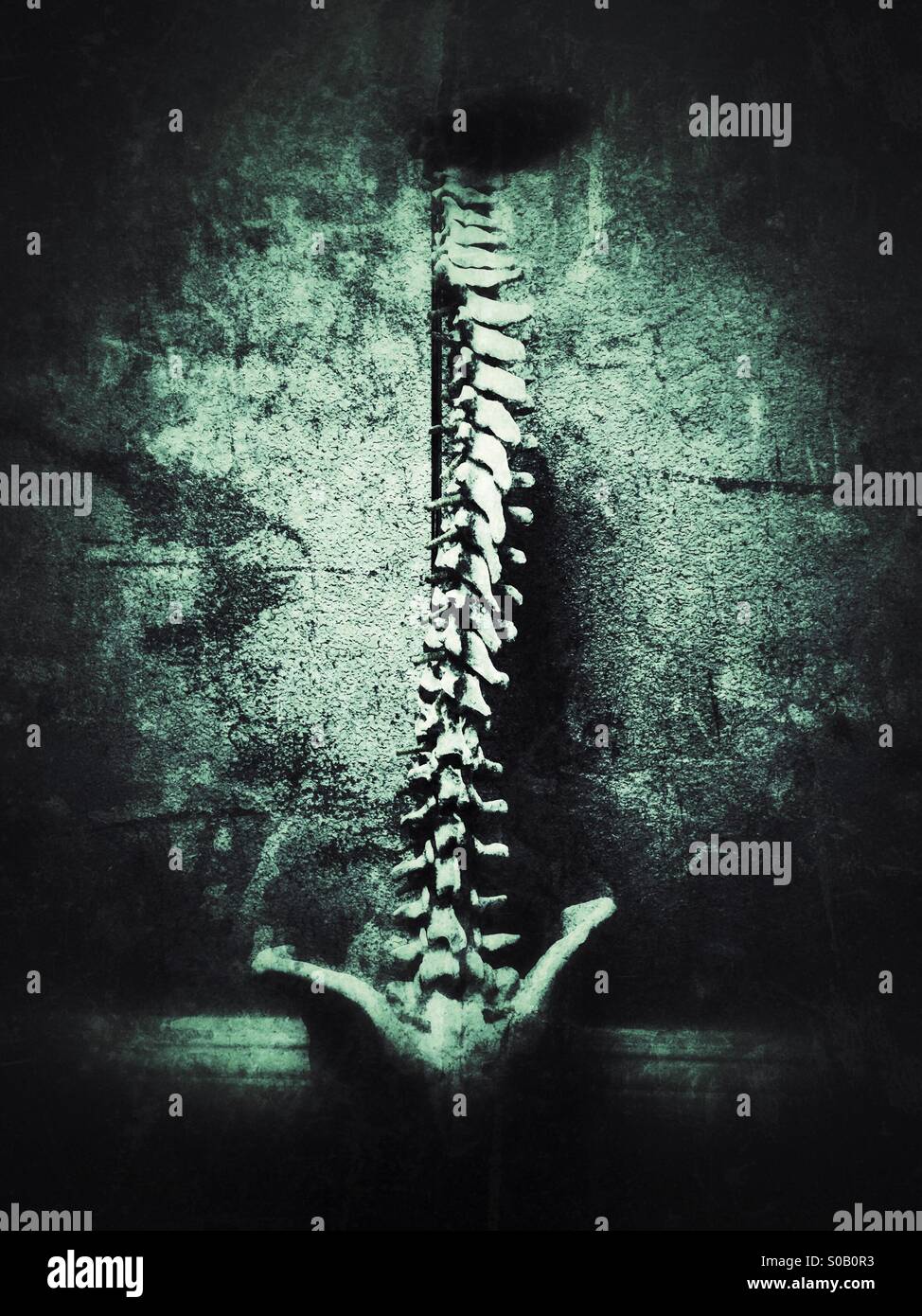Back bone hi-res stock photography and images - Alamy