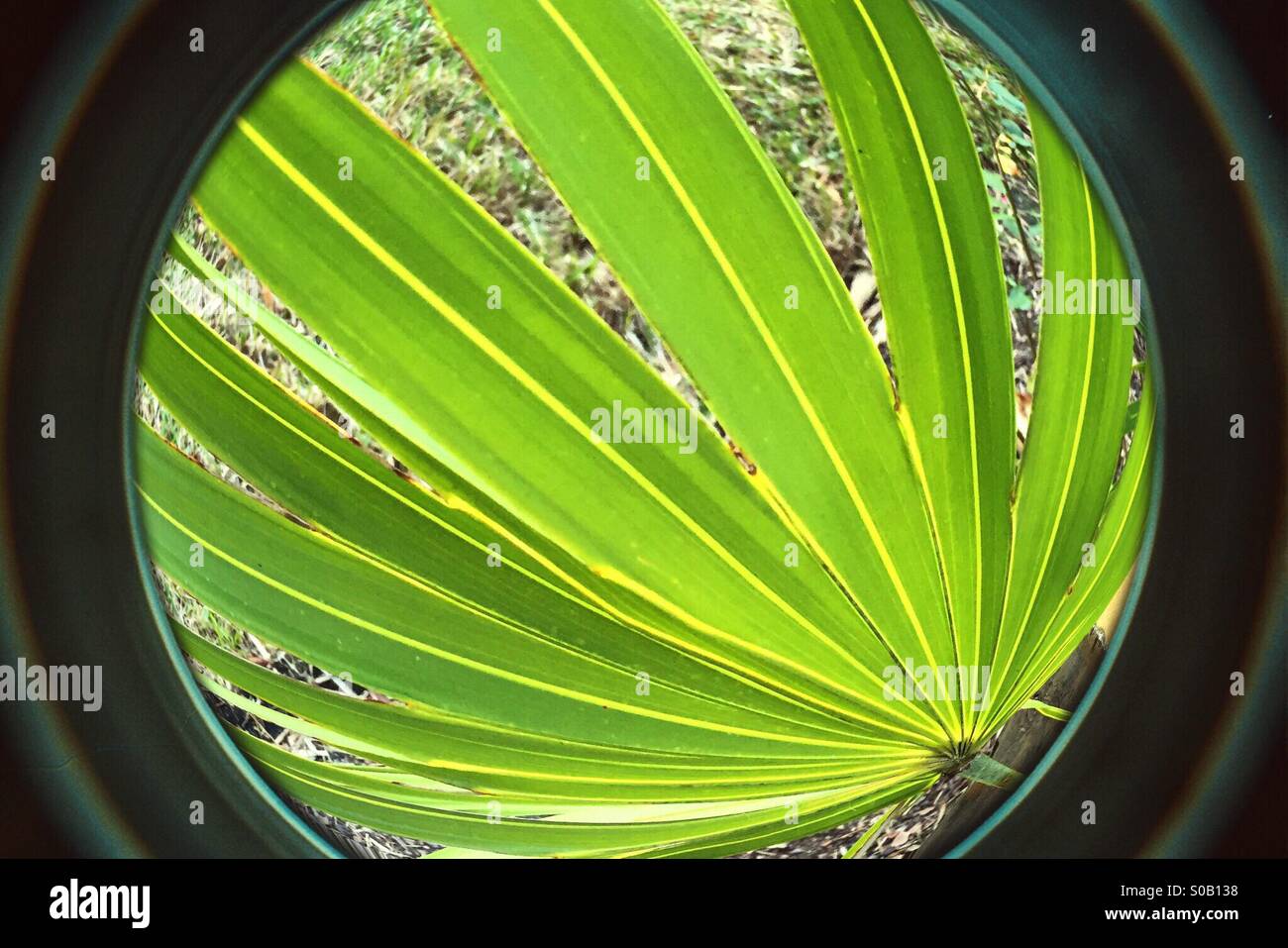 Palm Plant Through Fish Eye Stock Photo - Alamy