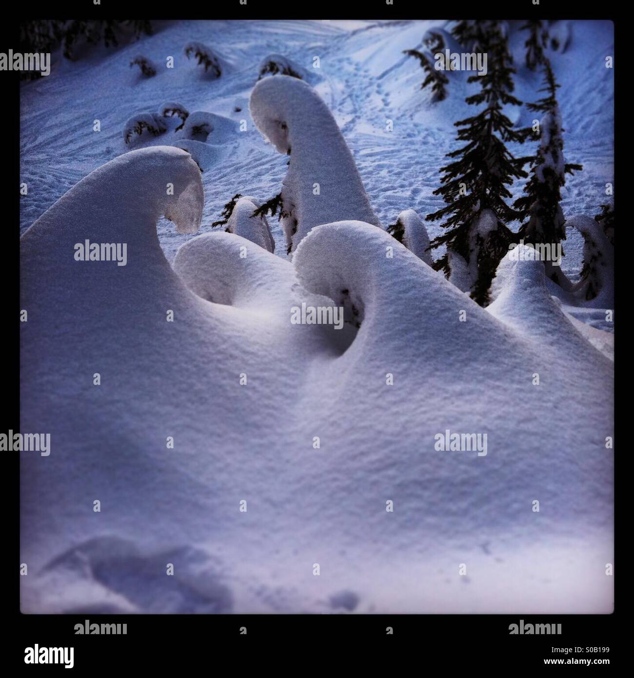 Snow capped trees in a winter Forest landscape that look like fluffy ...