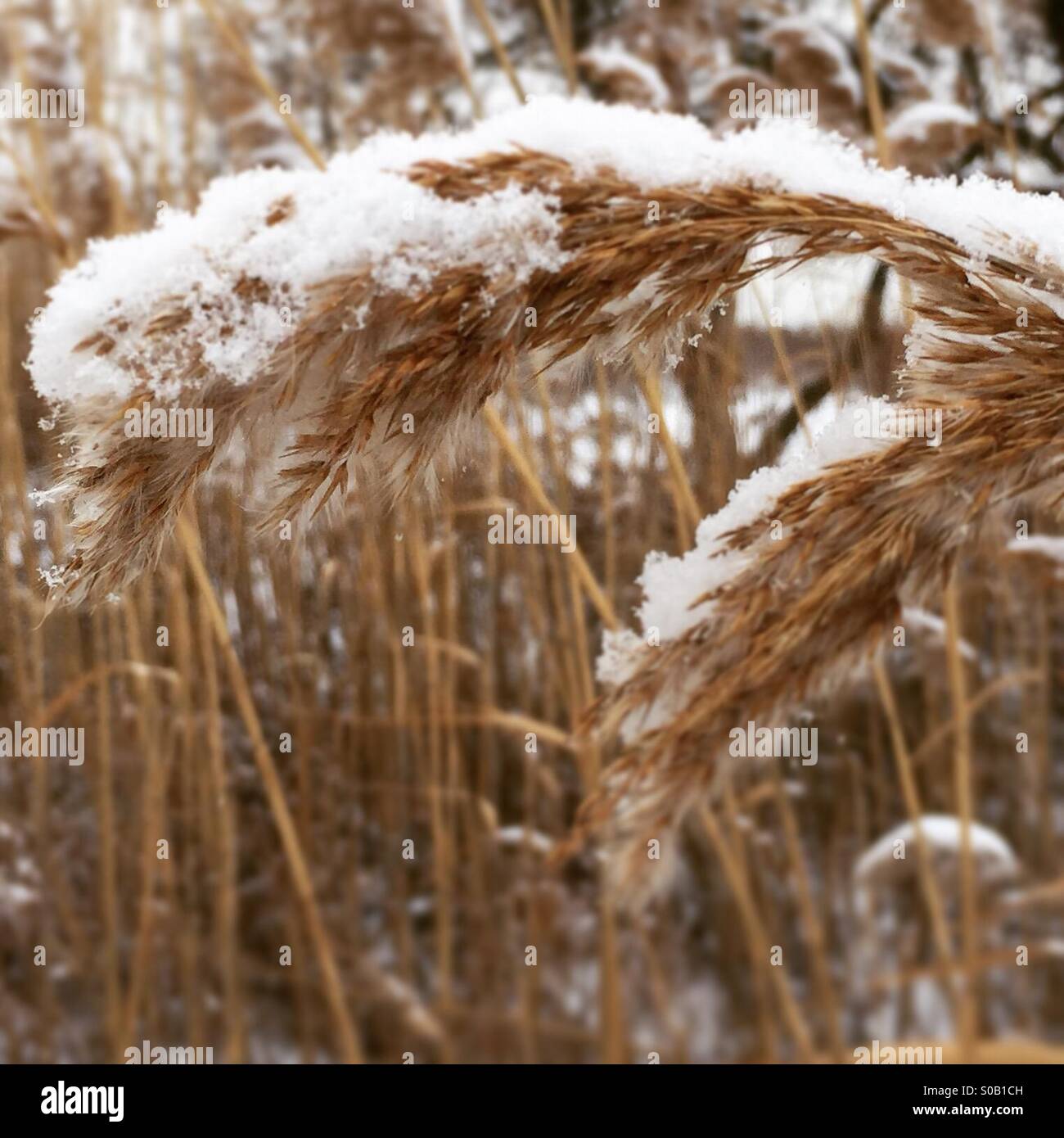 Reed plant hi-res stock photography and images - Alamy