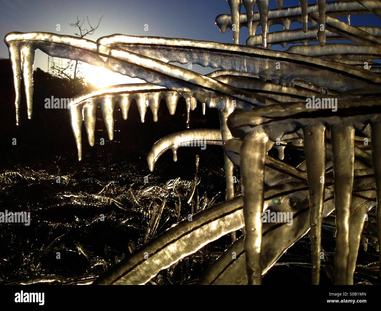 Ice frozen tree hi-res stock photography and images - Alamy