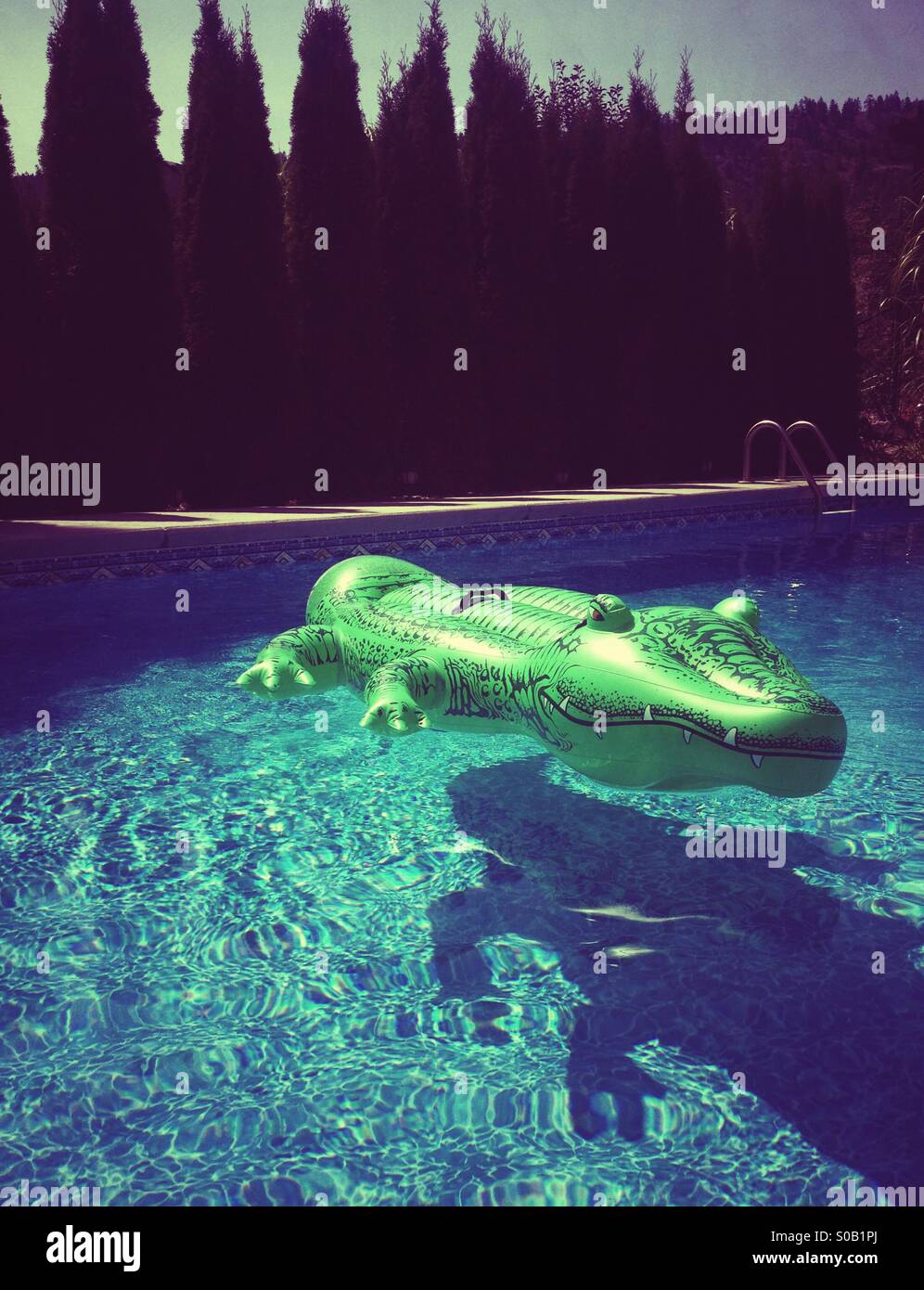 Inflatable alligator pool toy floating in backyard swimming pool, it's ...