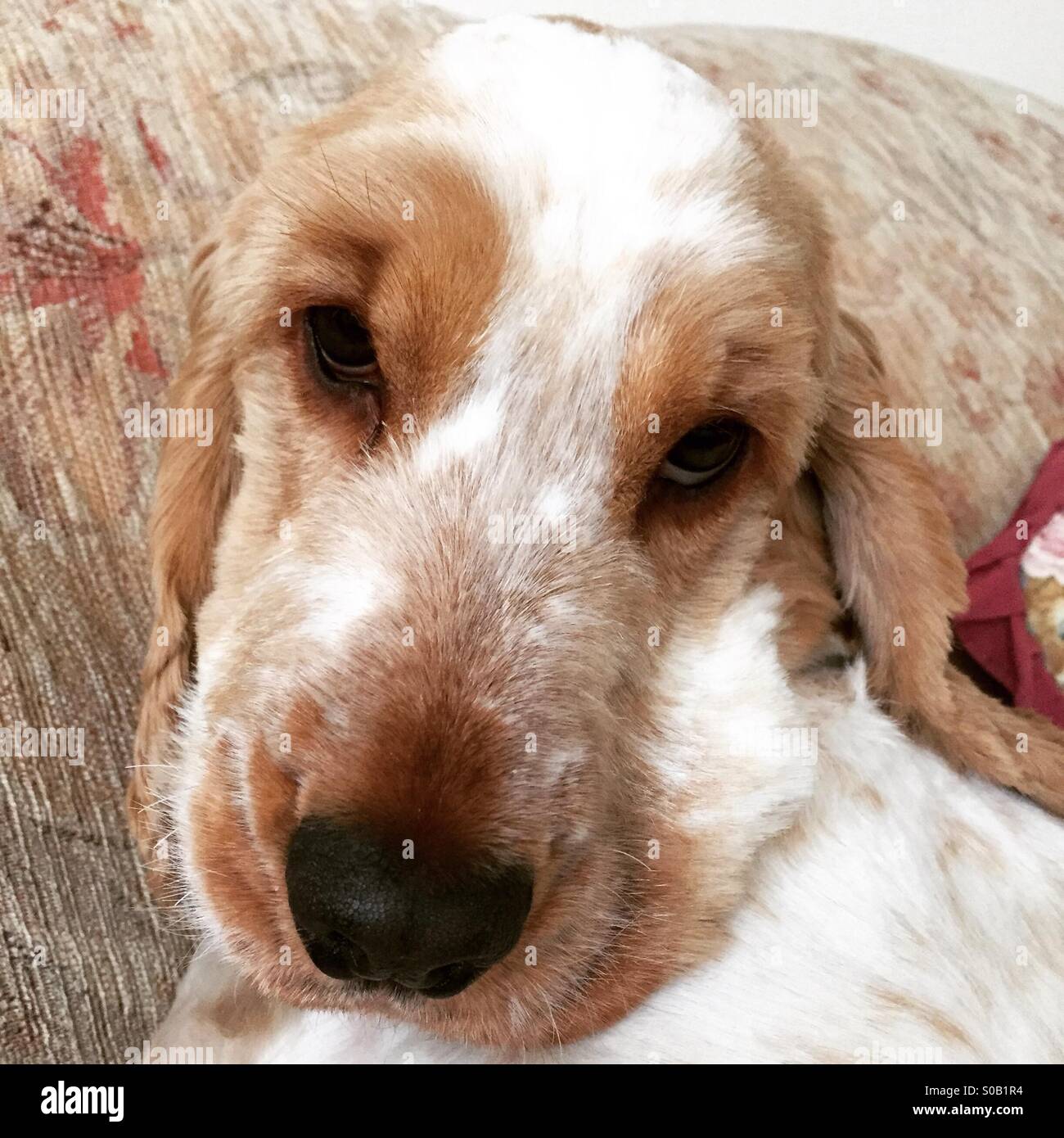 Sad puppy face hi-res stock photography and images - Alamy