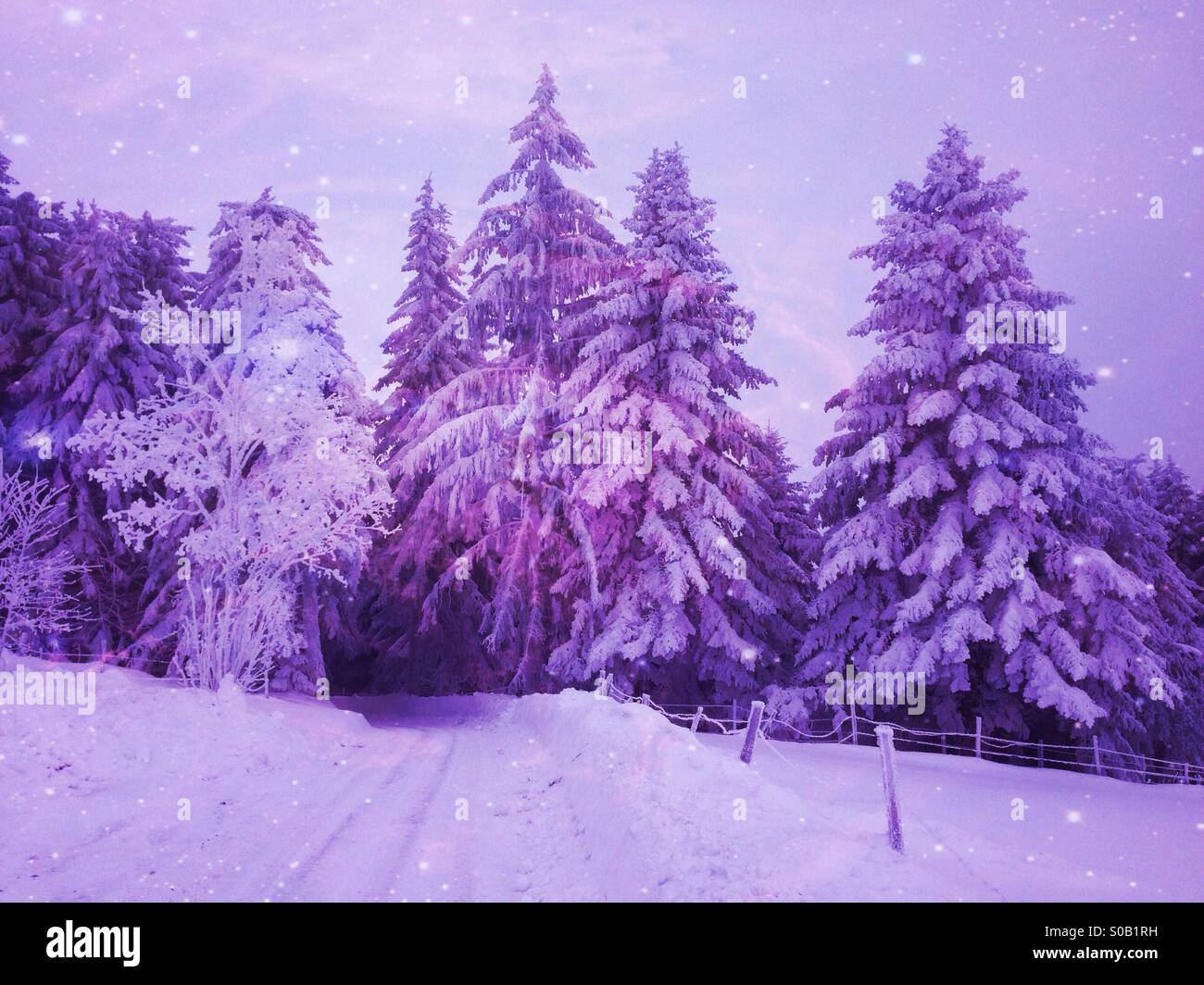 Snow covering trees Stock Photo - Alamy