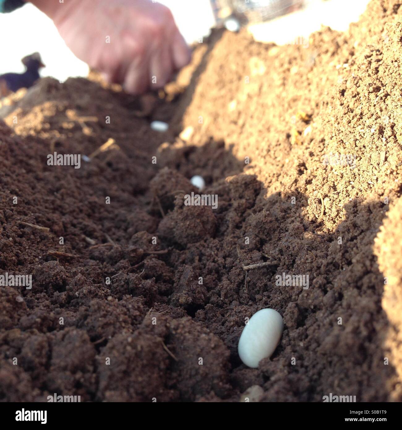 Planting seeds and praying for rain Stock Photo - Alamy