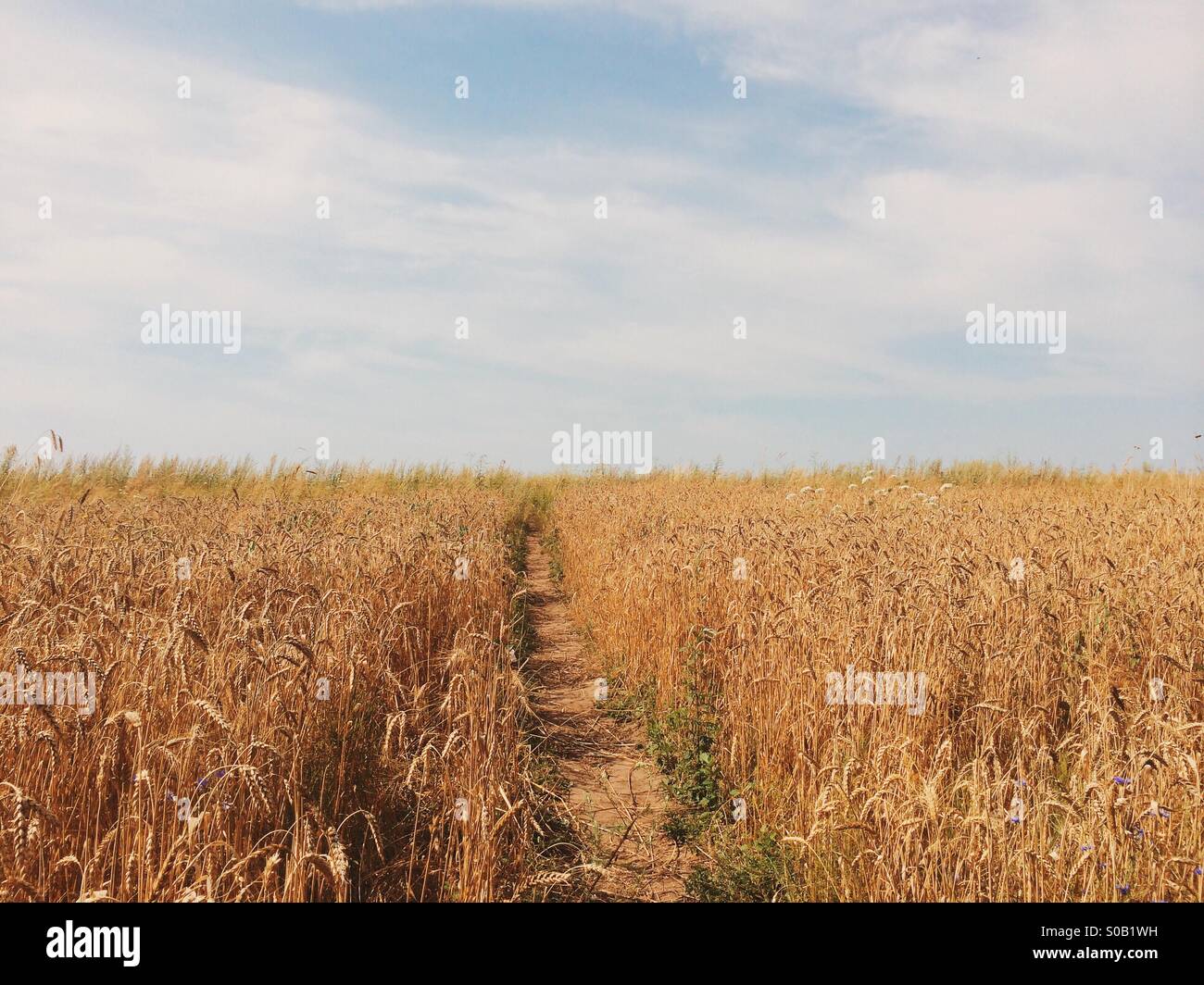 Pathway into the wheat field Stock Photo - Alamy