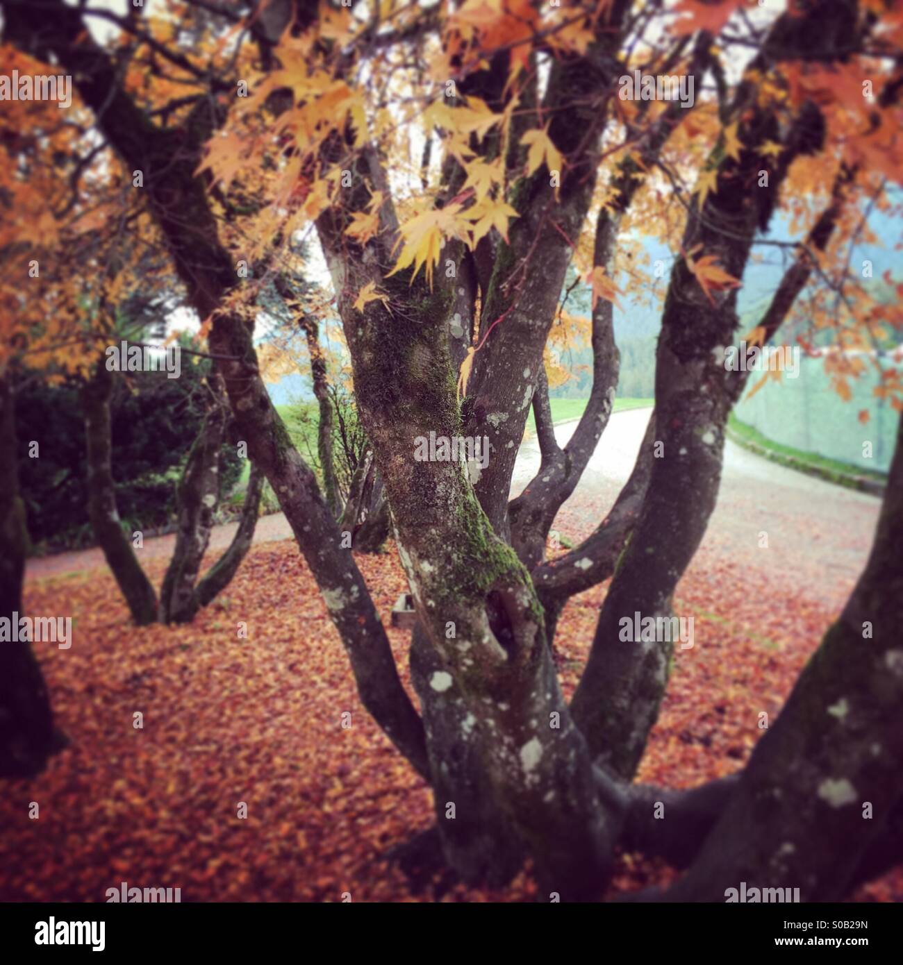 Deciduous leaves hi-res stock photography and images - Alamy