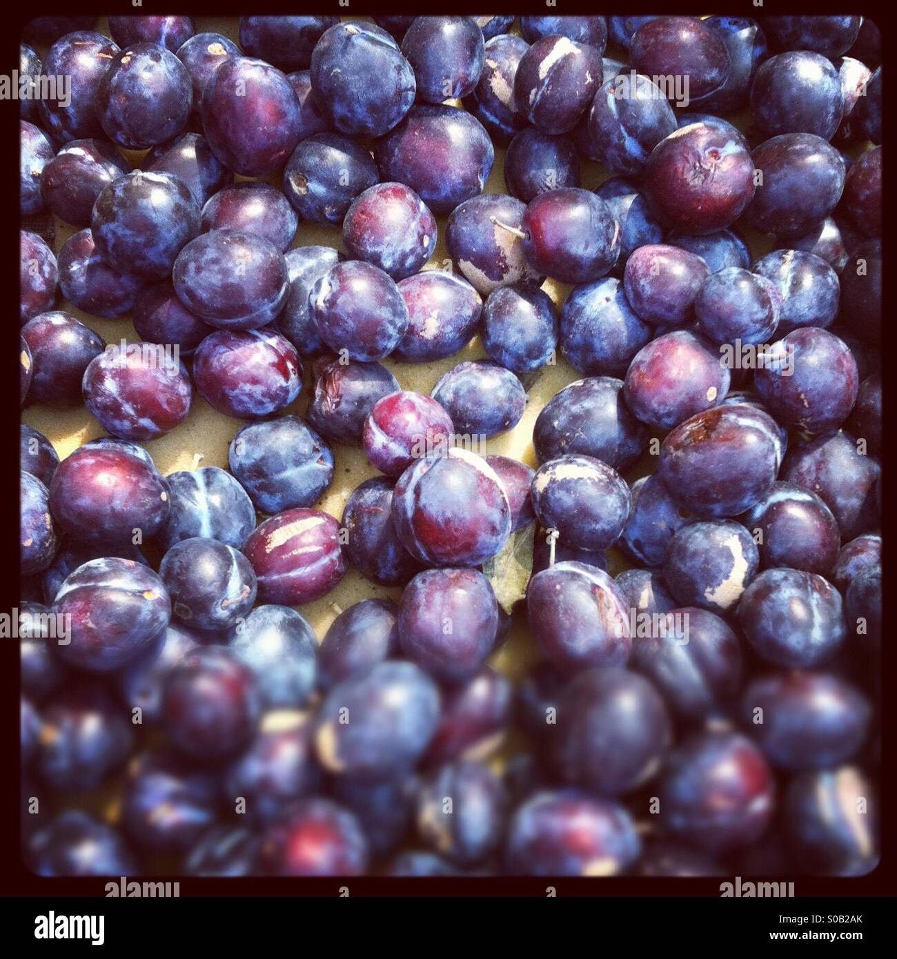 Purple damson plums piled in a market Stock Photo - Alamy