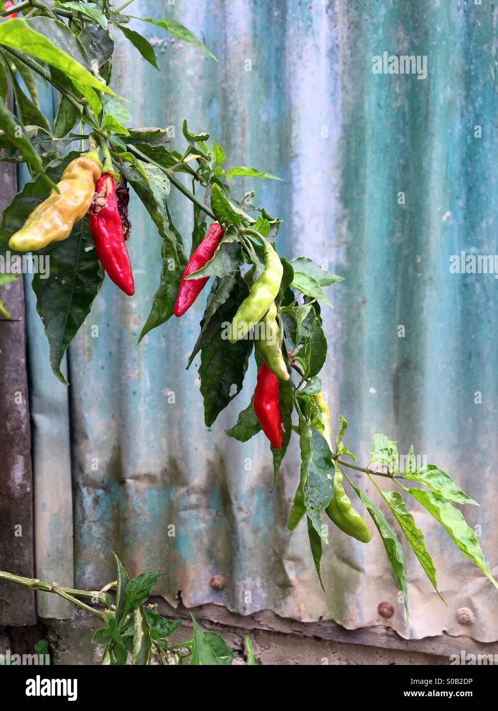 Chili Peppers and Corrugated Wall Stock Photo - Alamy