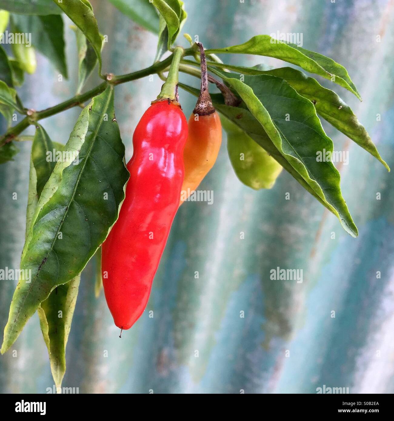 Red and orange chilli hi-res stock photography and images - Alamy