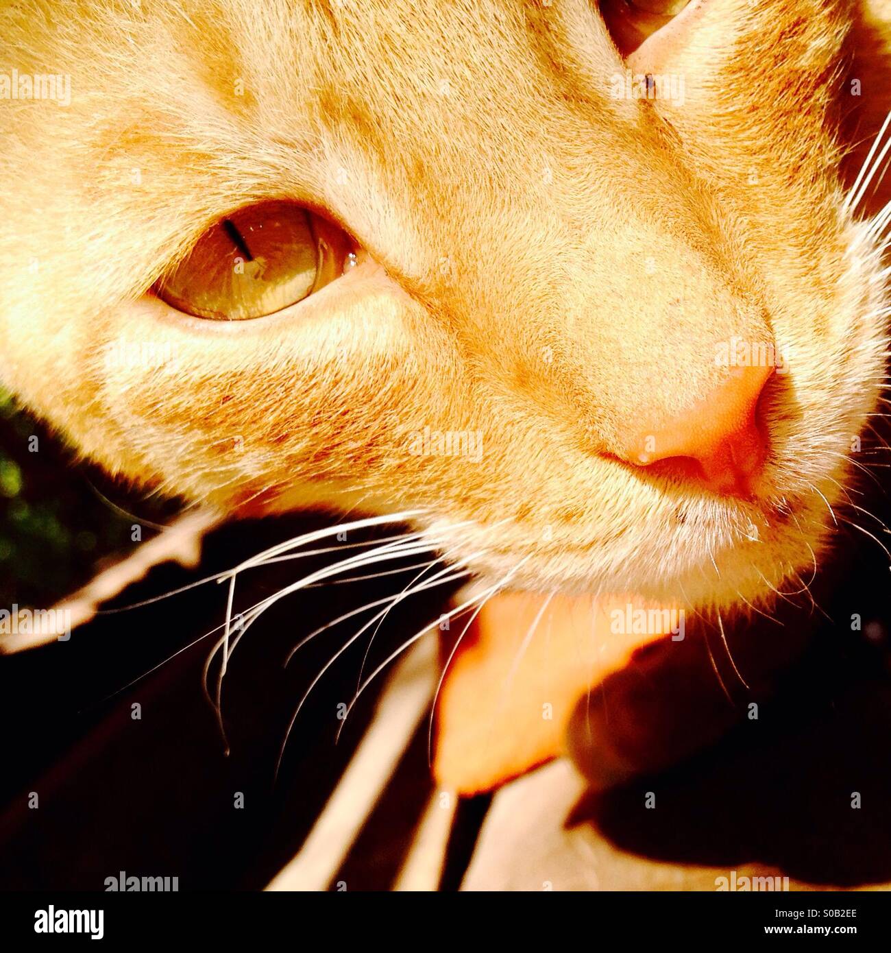 Cat eyes hi-res stock photography and images - Alamy