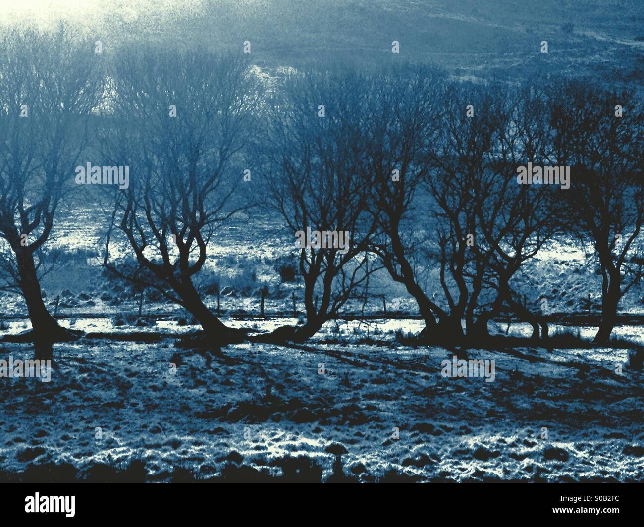 Haunted trees hi-res stock photography and images - Alamy