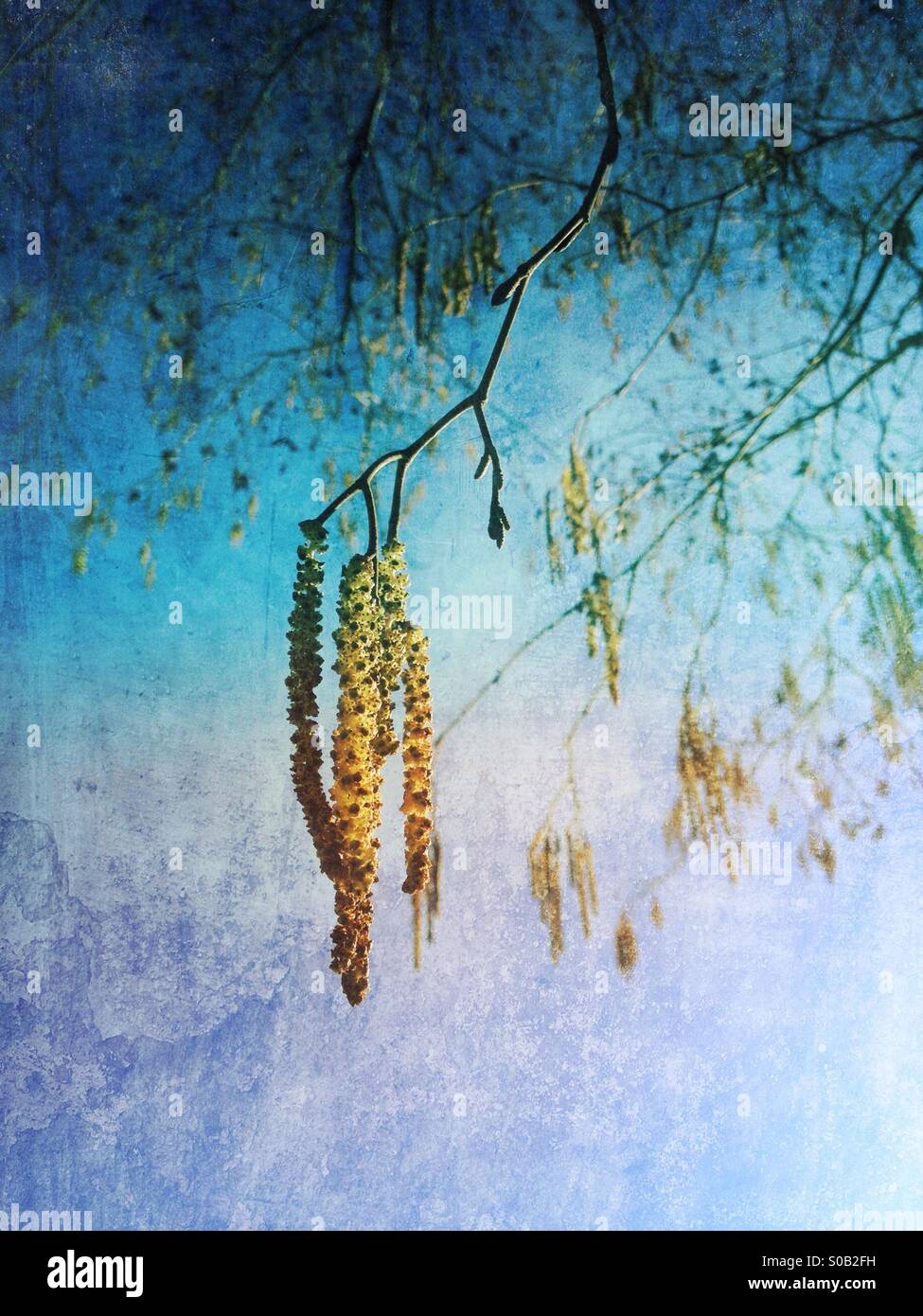 Catkin tree hi-res stock photography and images - Alamy