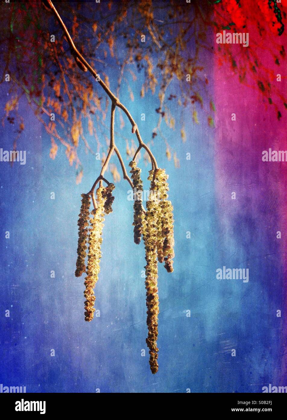 Hanging catkin hi-res stock photography and images - Alamy