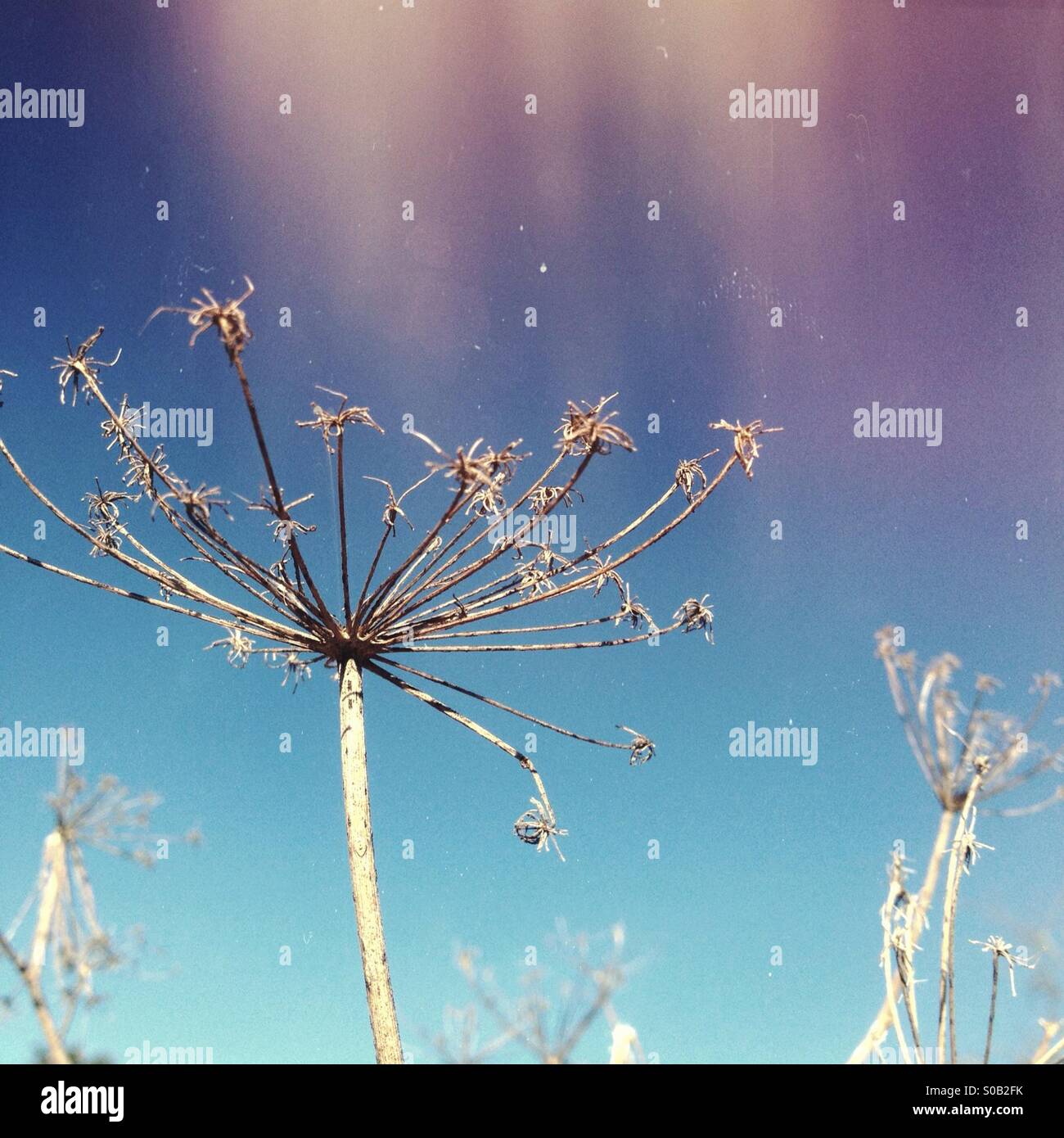 Dead flower heads hi-res stock photography and images - Alamy