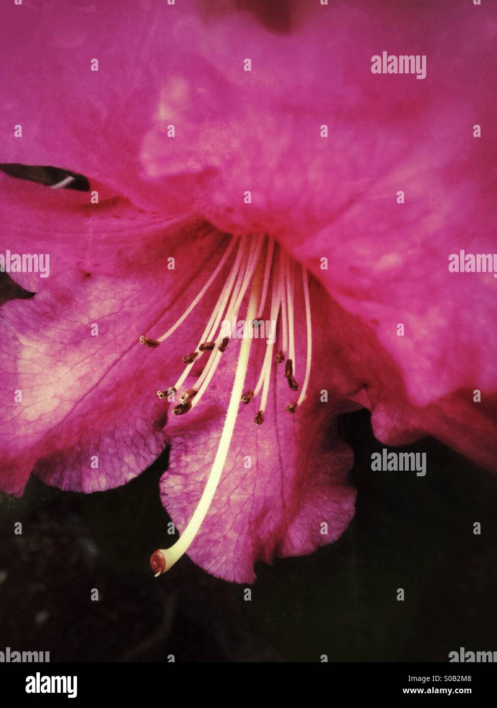 Dark pink rhododendron flower Stock Photo - Alamy