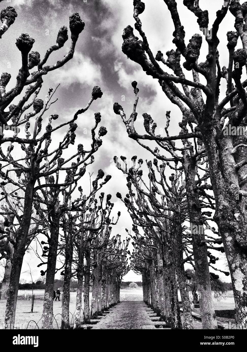 Black white lime hi-res stock photography and images - Alamy