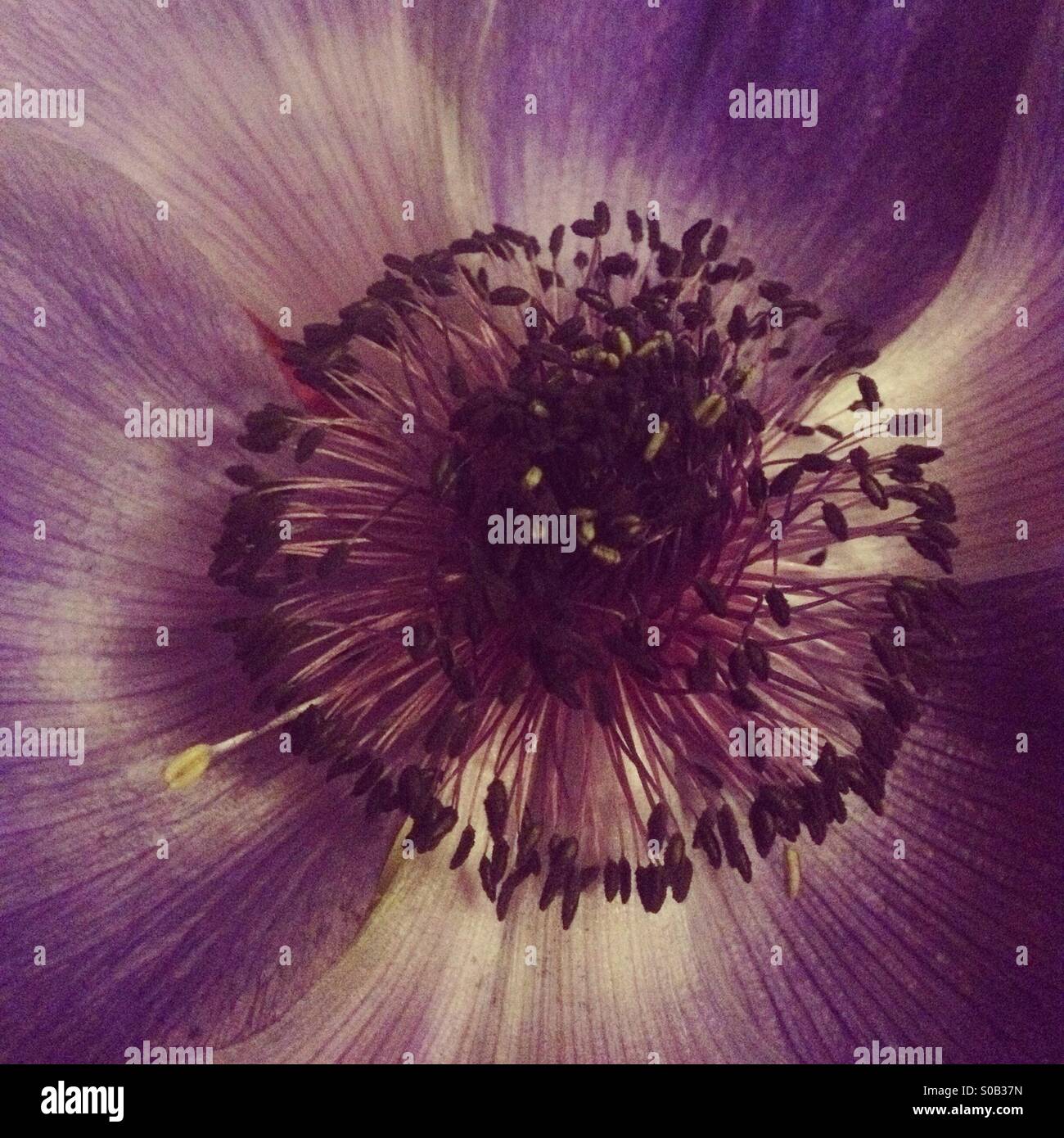 Anenome flower petals nature hi-res stock photography and images - Alamy