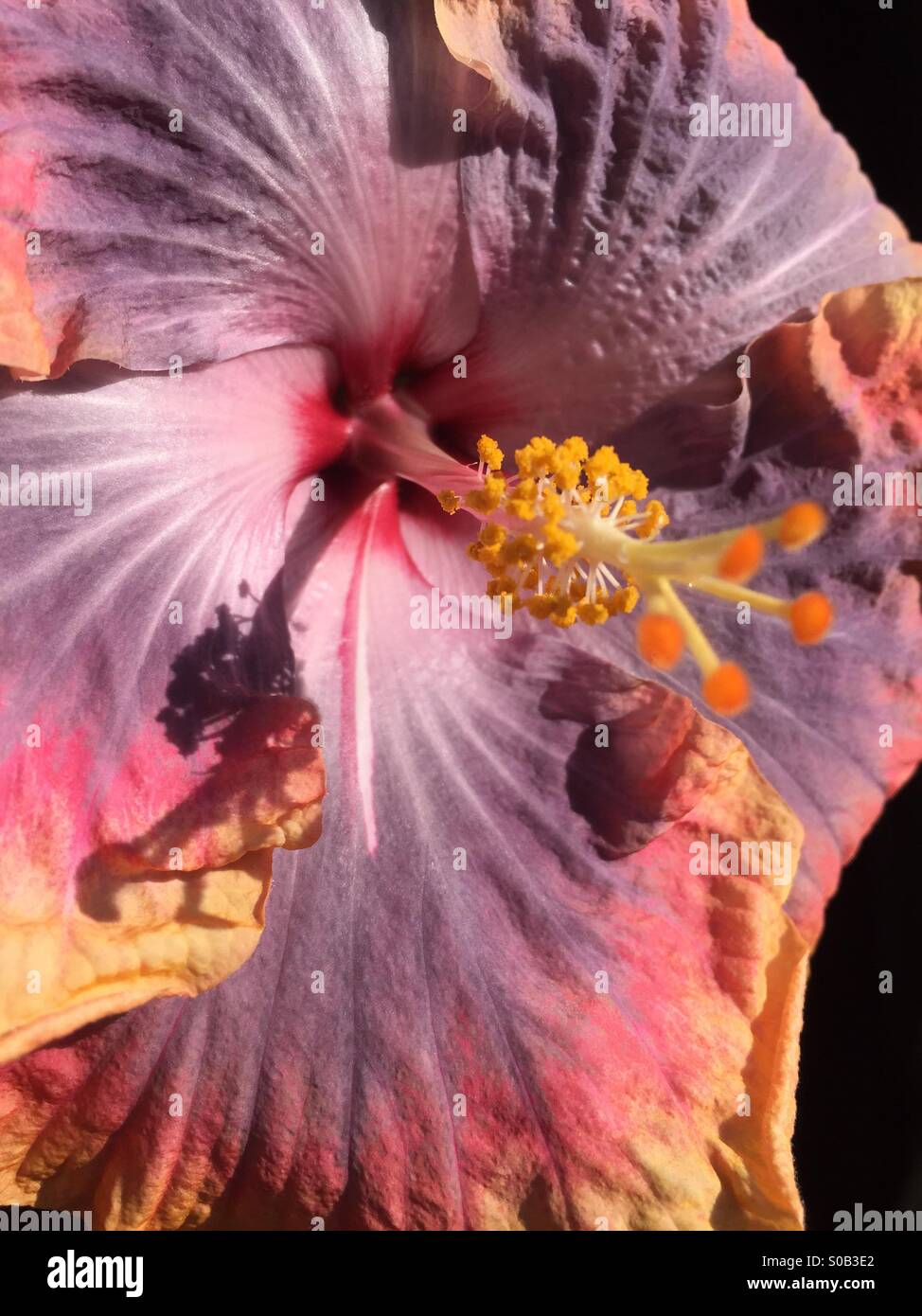 Multicolored hibiscus flower Stock Photo - Alamy