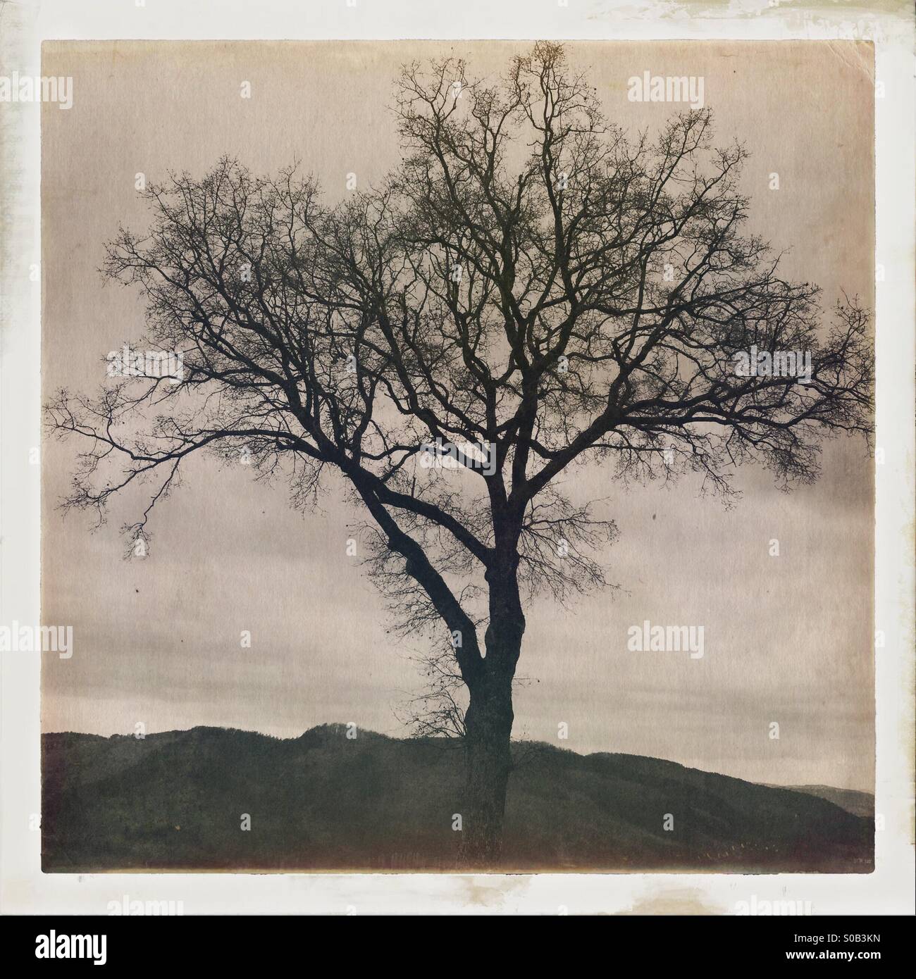 Tree in black and white Stock Photo - Alamy