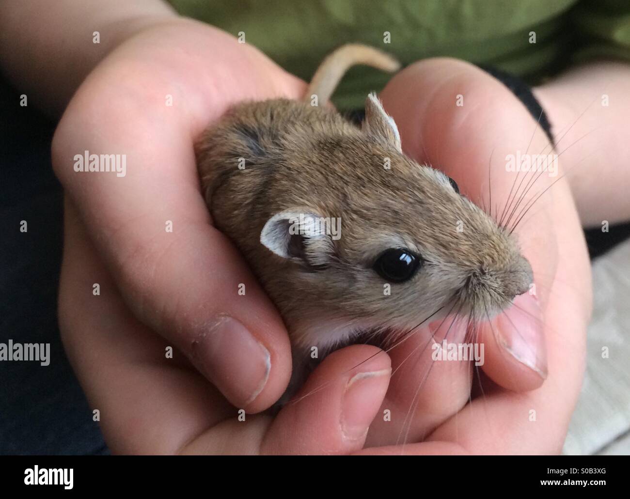 Friendly gerbil hi-res stock photography and images - Alamy