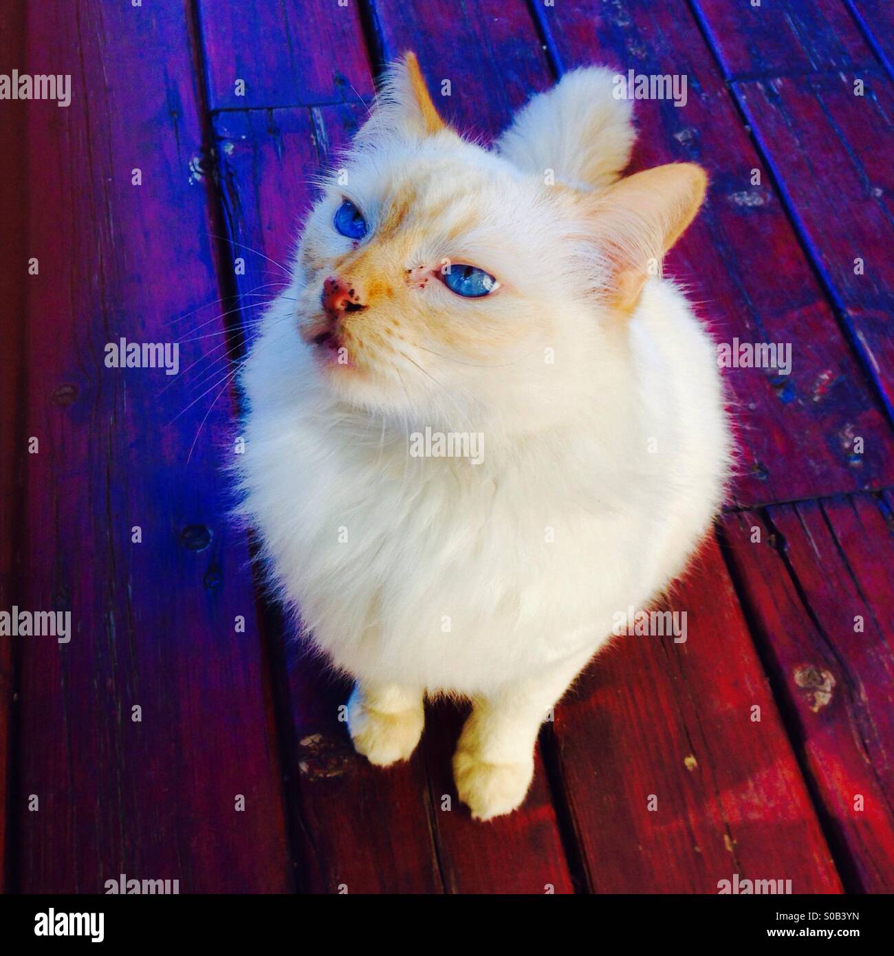 Magic cat hi-res stock photography and images - Alamy