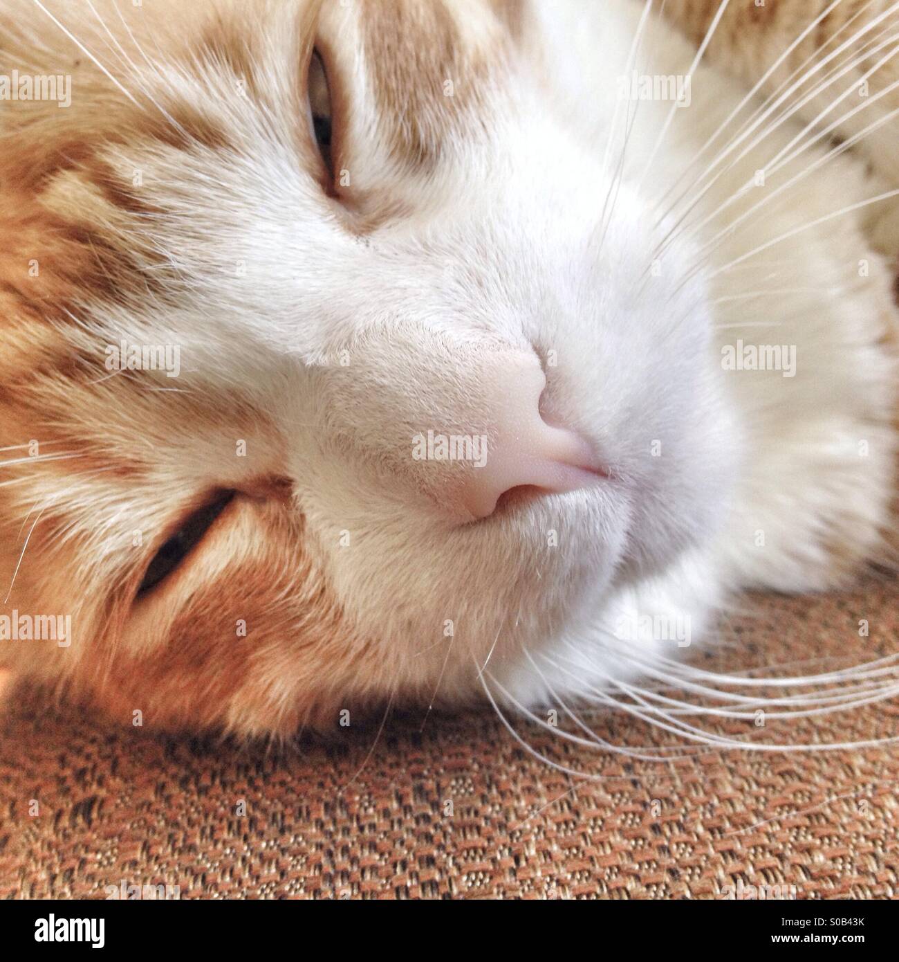 Sleeping cat face hi-res stock photography and images - Alamy