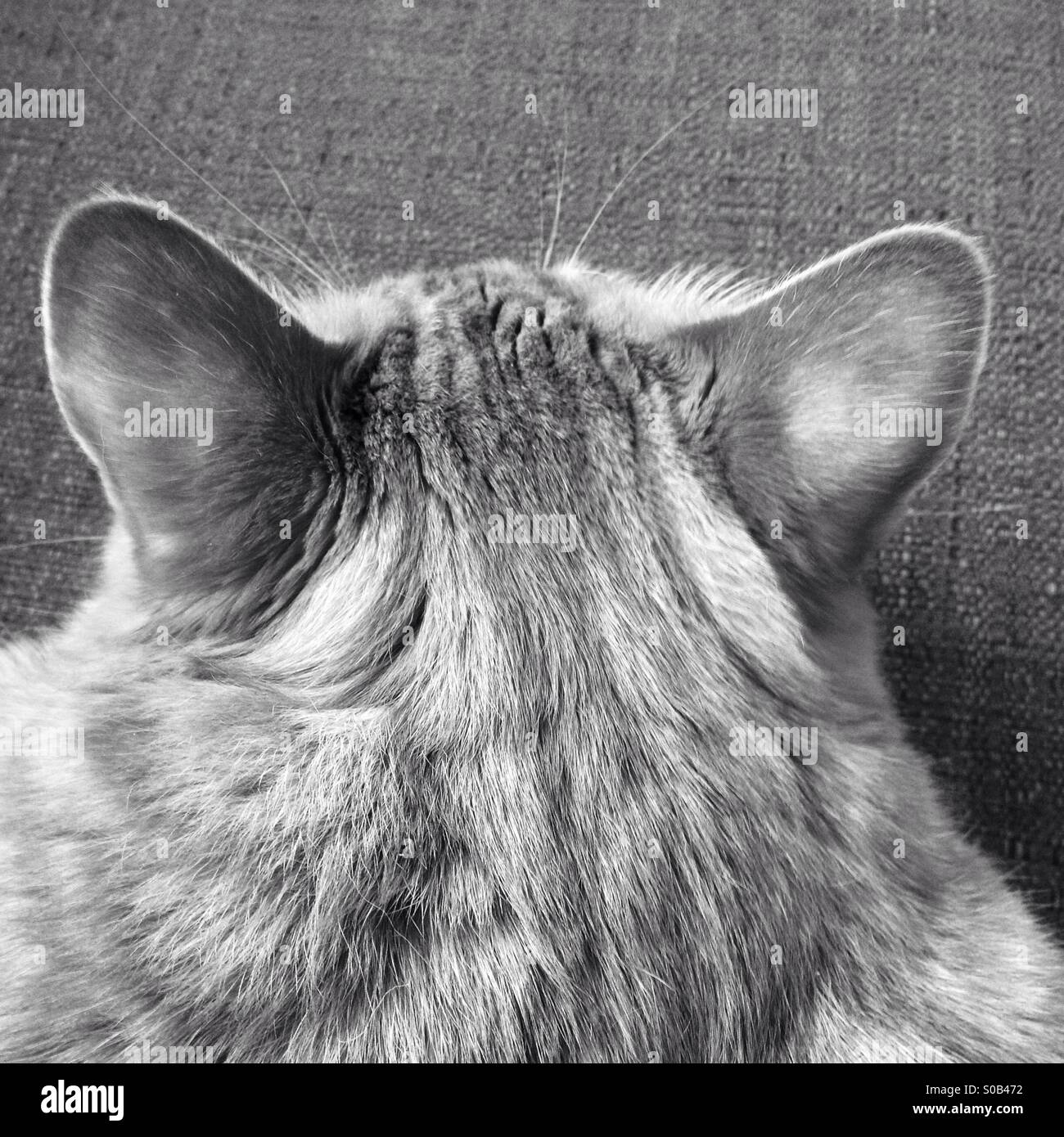 Cat ears back hi-res stock photography and images - Alamy