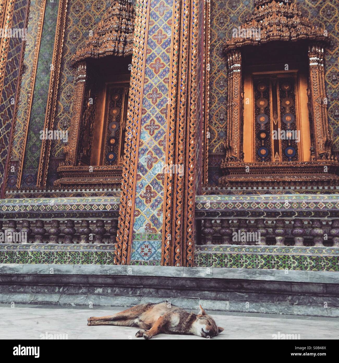 Fox resting in a temple of Wat Ratchabopit, Bangkok Stock Photo - Alamy