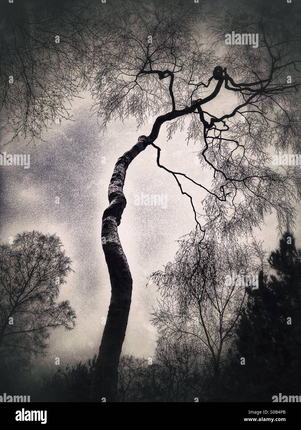 Twisted tree hi-res stock photography and images - Alamy