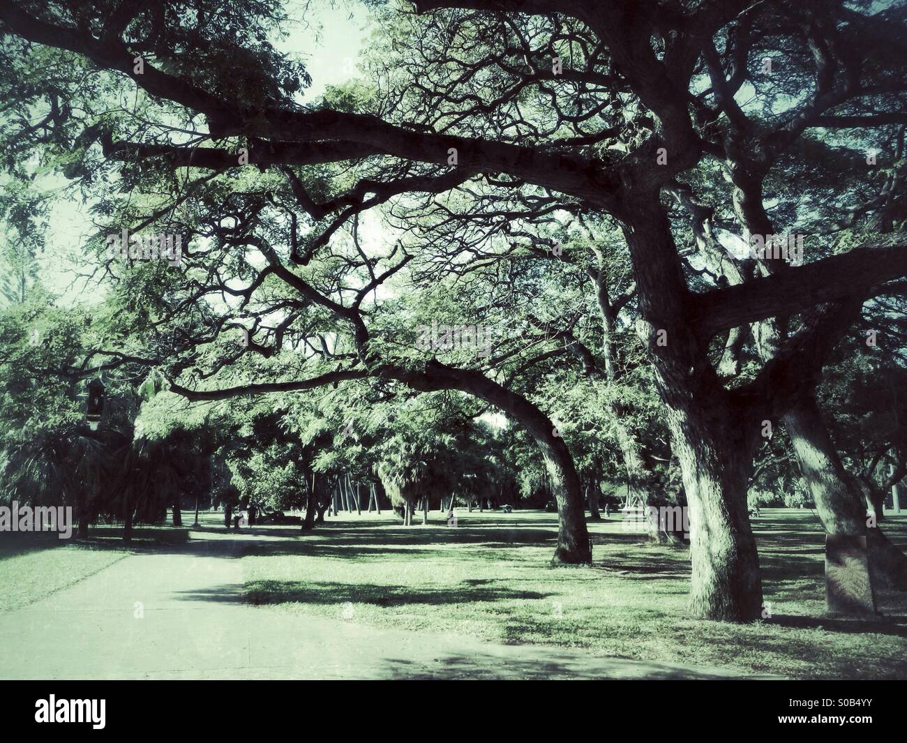 Old large trees in the park Stock Photo - Alamy