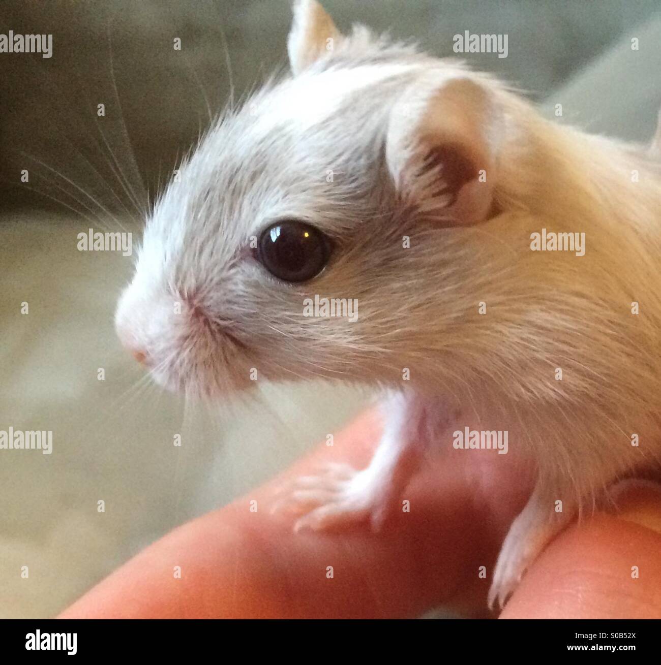 Tame Mouse High Resolution Stock Photography and Images - Alamy