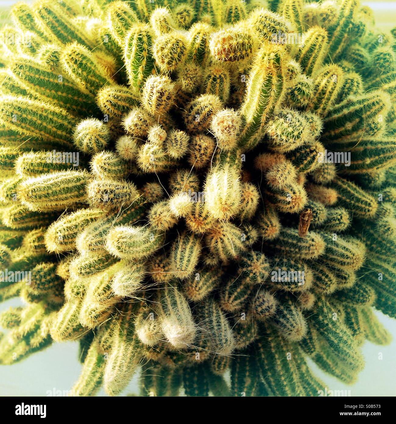 Cactus cat hi-res stock photography and images - Alamy