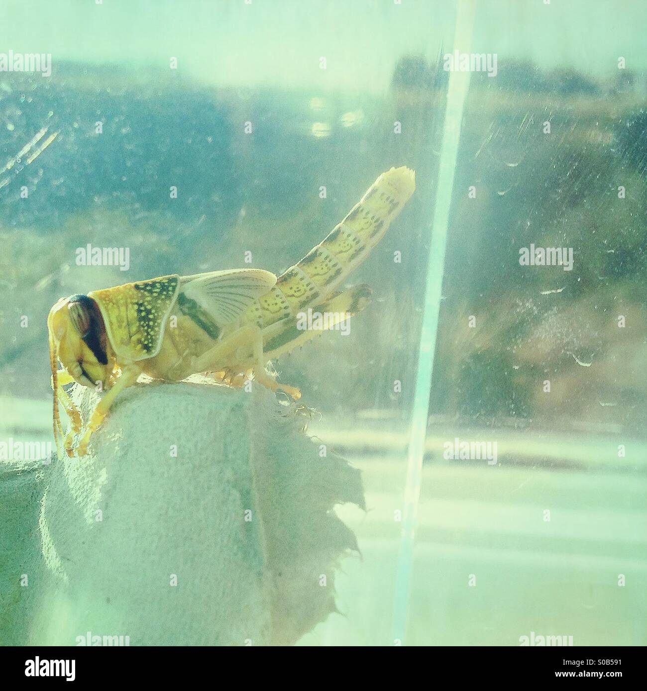 Captive locust hi-res stock photography and images - Alamy