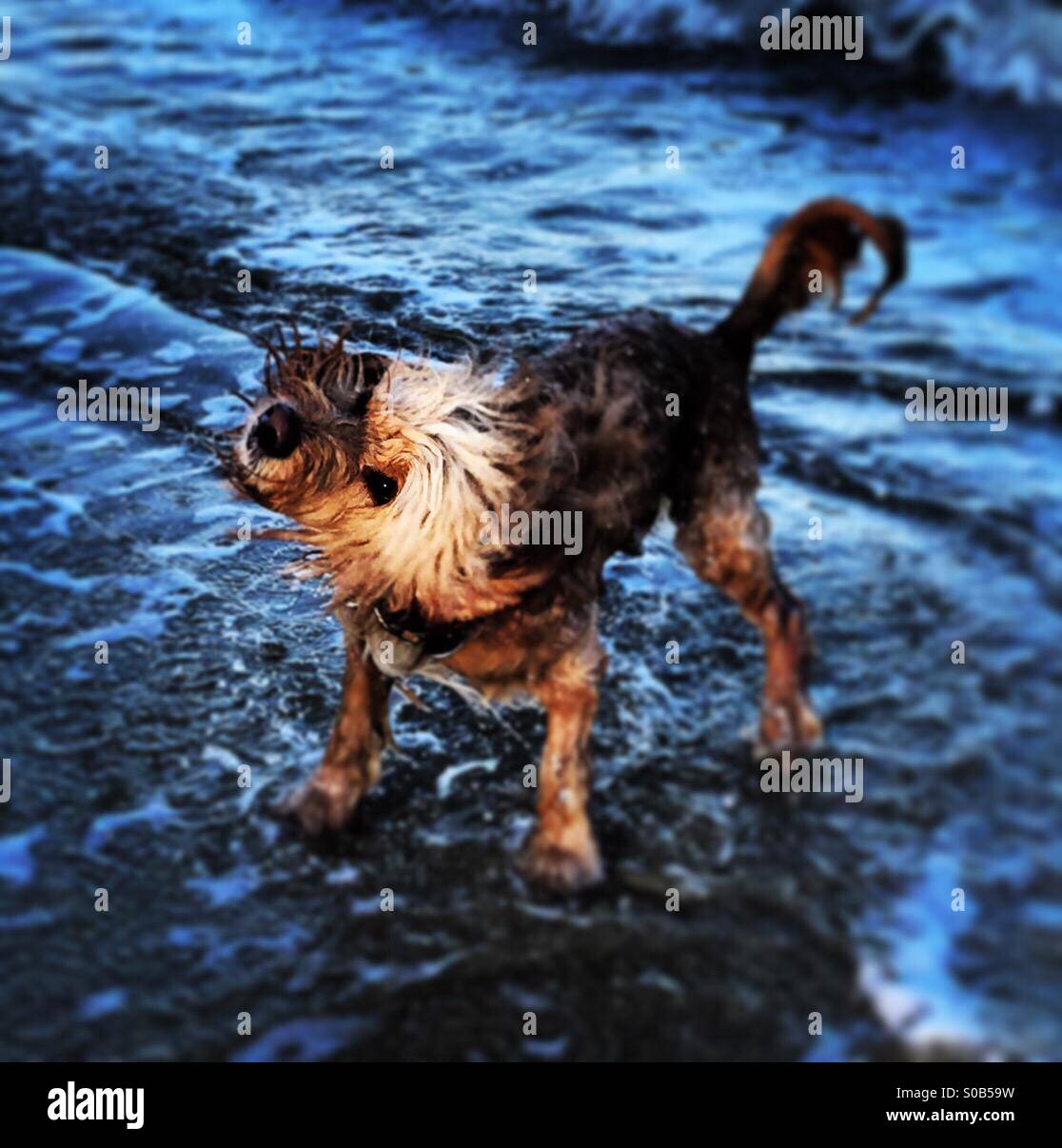 Dog drying off hi-res stock photography and images - Alamy