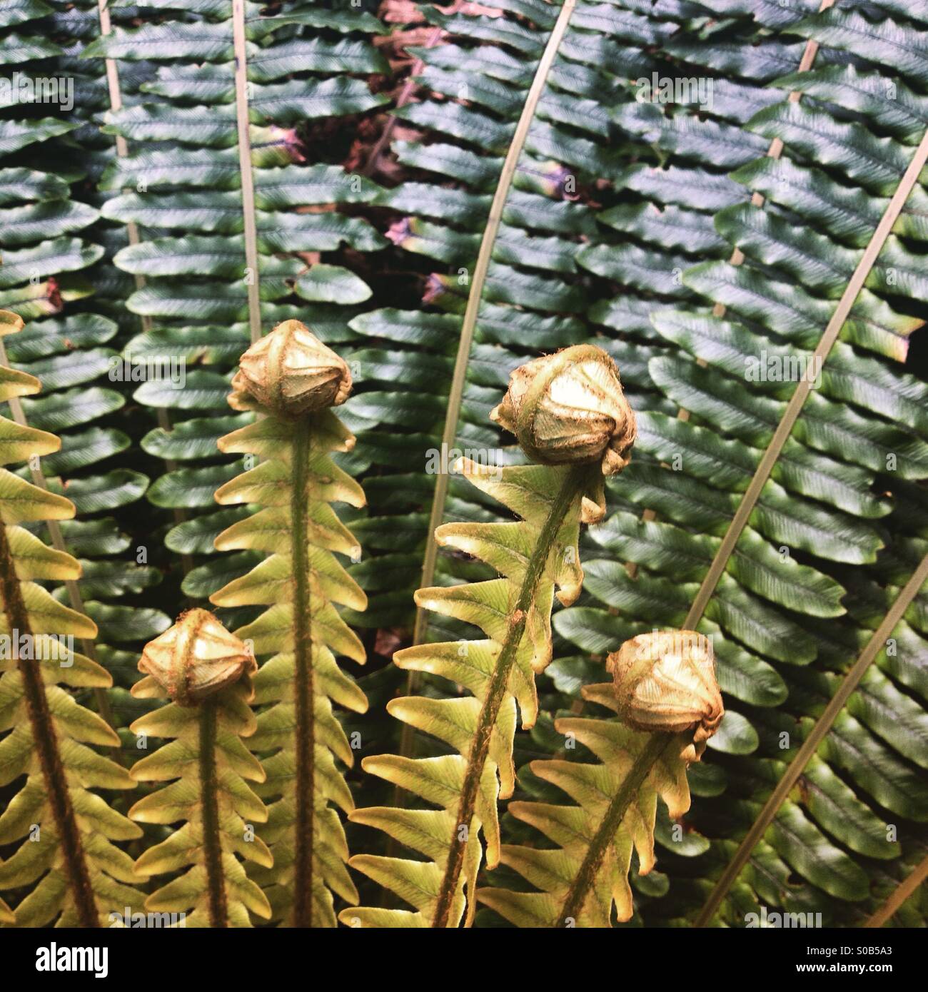 Nz fern hi-res stock photography and images - Alamy