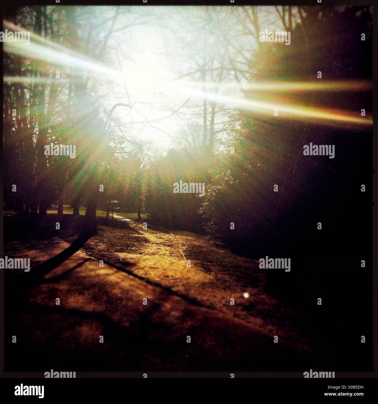 Sunlight coming through trees hi-res stock photography and images - Alamy