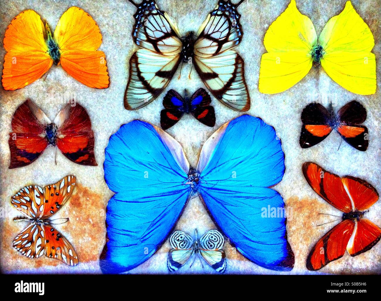 Butterfly collection hi-res stock photography and images - Alamy