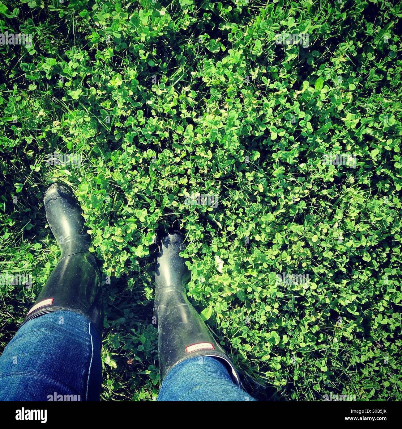 Clover winter hi-res stock photography and images - Alamy