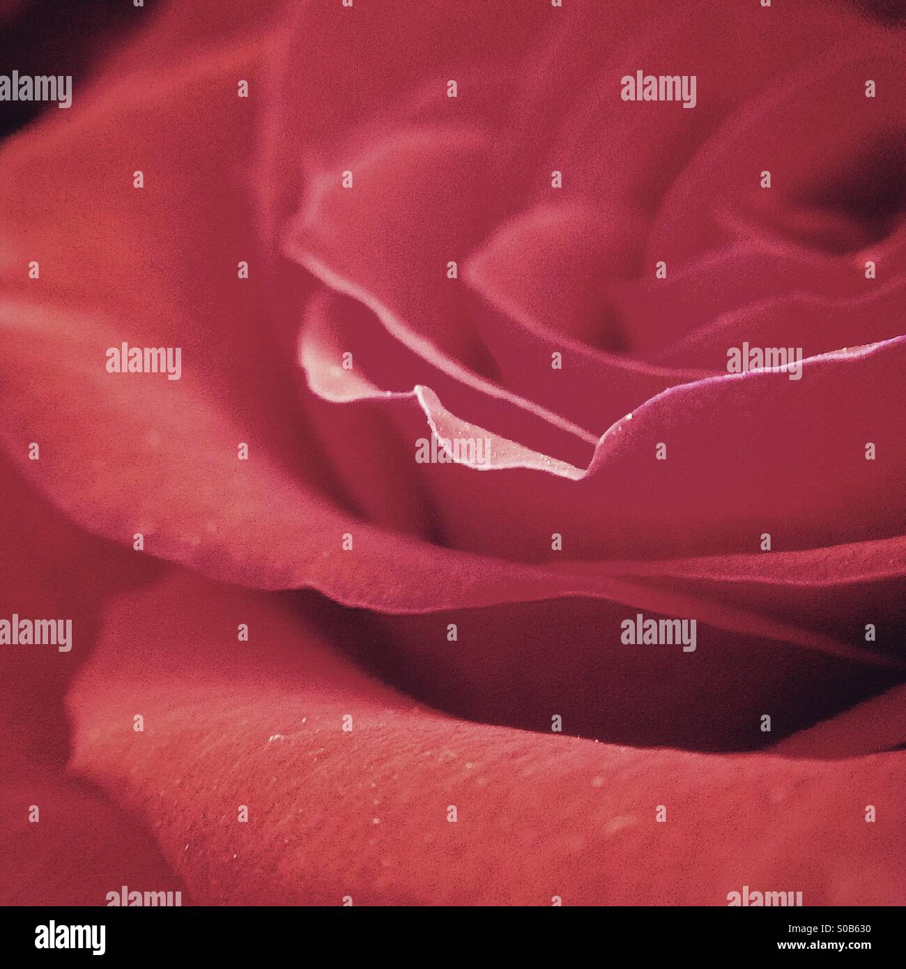 Serenity rose hi-res stock photography and images - Alamy