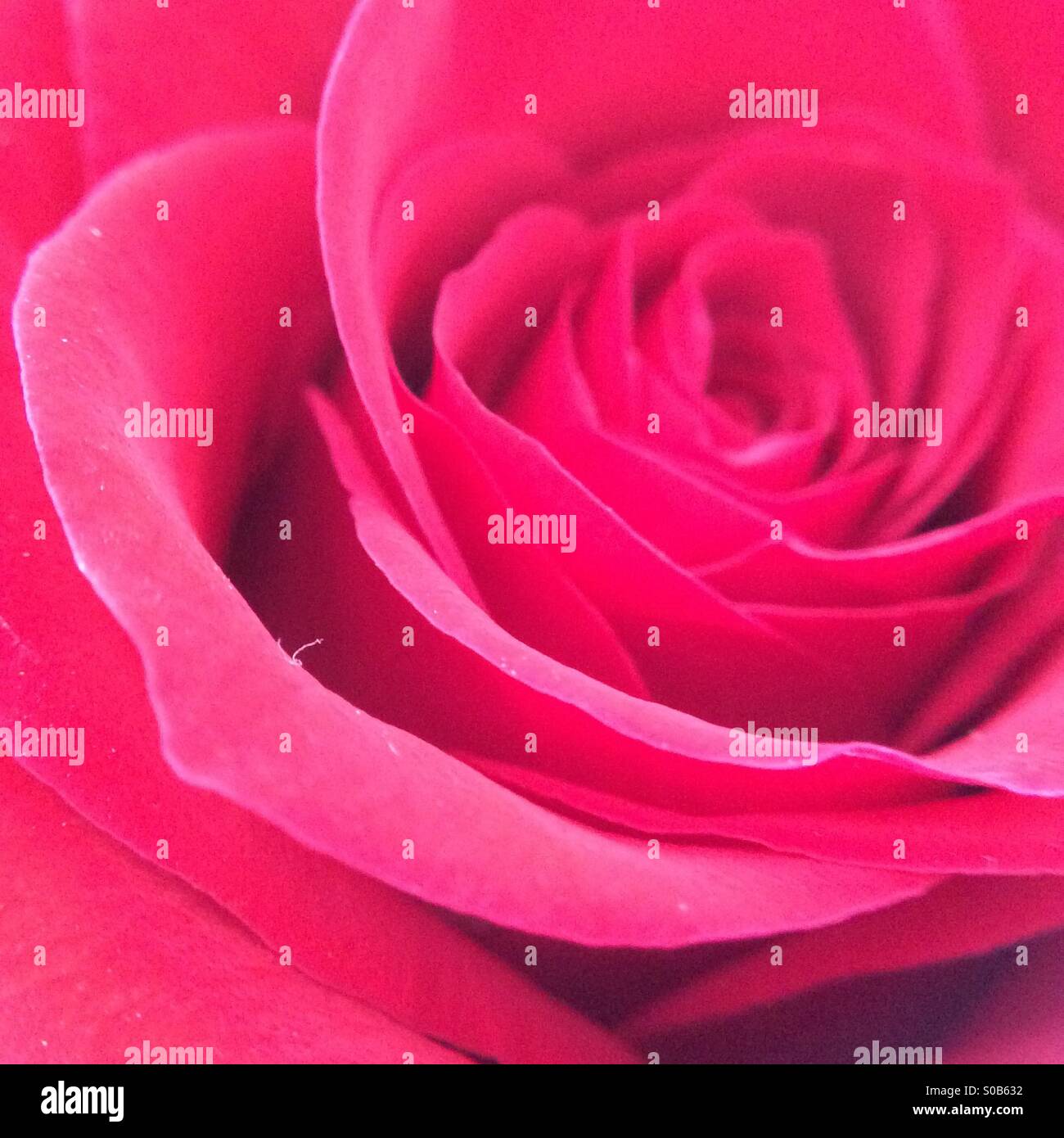 Full Bloom Rose High Resolution Stock Photography and Images - Alamy