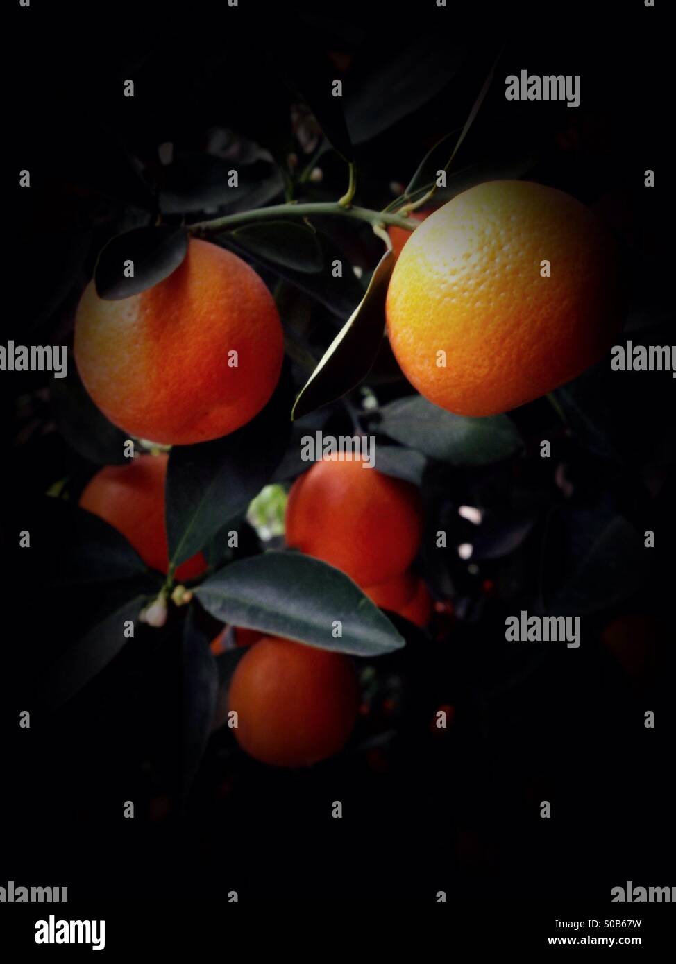Vine fruits hi-res stock photography and images - Alamy