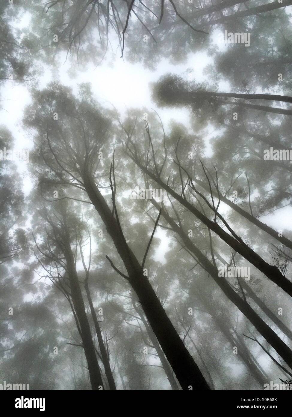 Mountain ash forest hi-res stock photography and images - Alamy